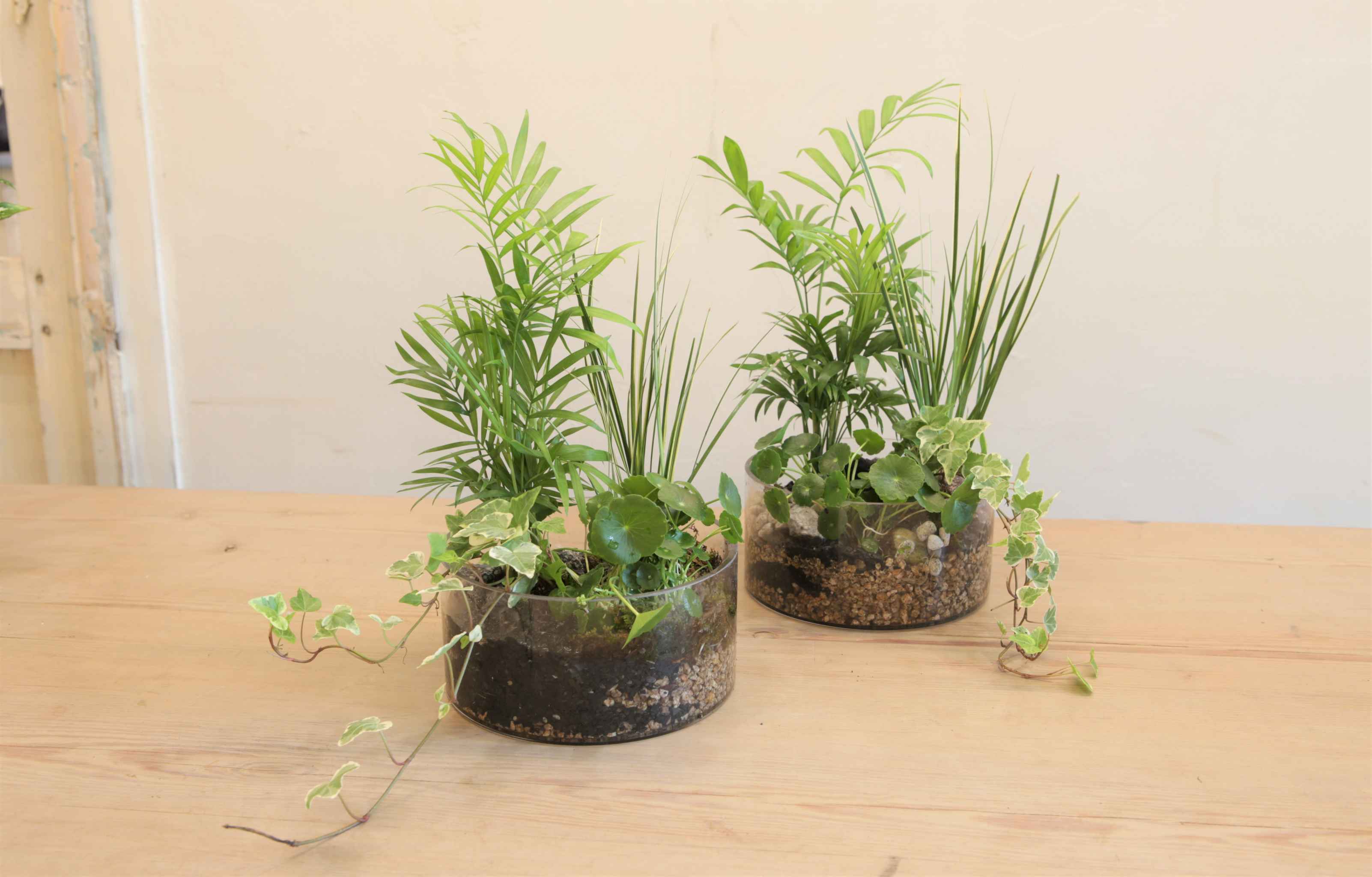 [용산]시원한 여름식물 원데이클래스 | 솜씨당