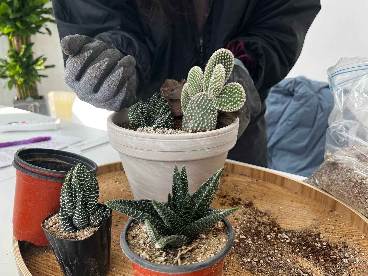 초보식물집사를 위한 선인장 다육식물 어레인지먼트 | 솜씨당