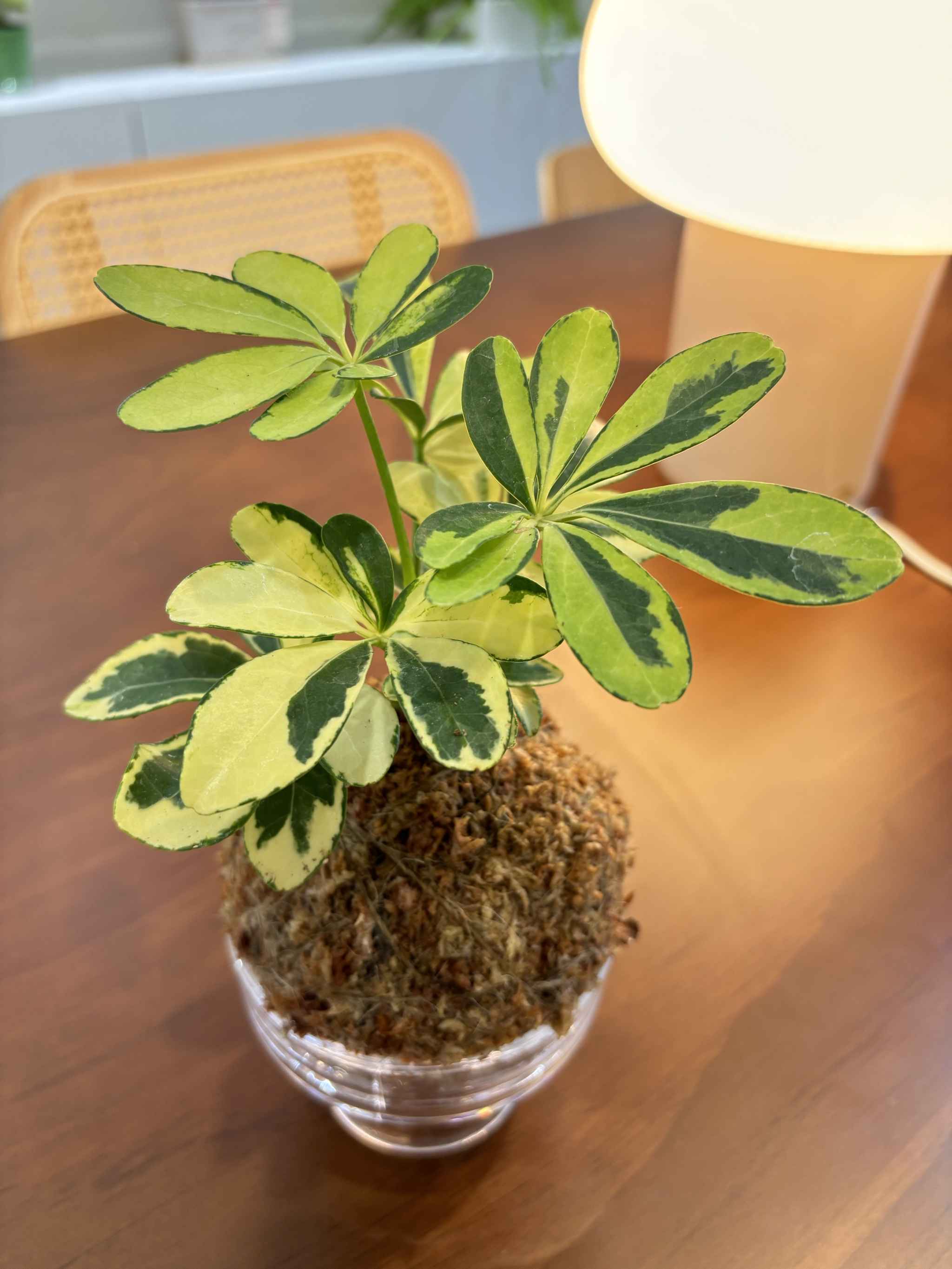 [강동]책상위 작은 정원, 수태볼 만들기 클래스 | 솜씨당