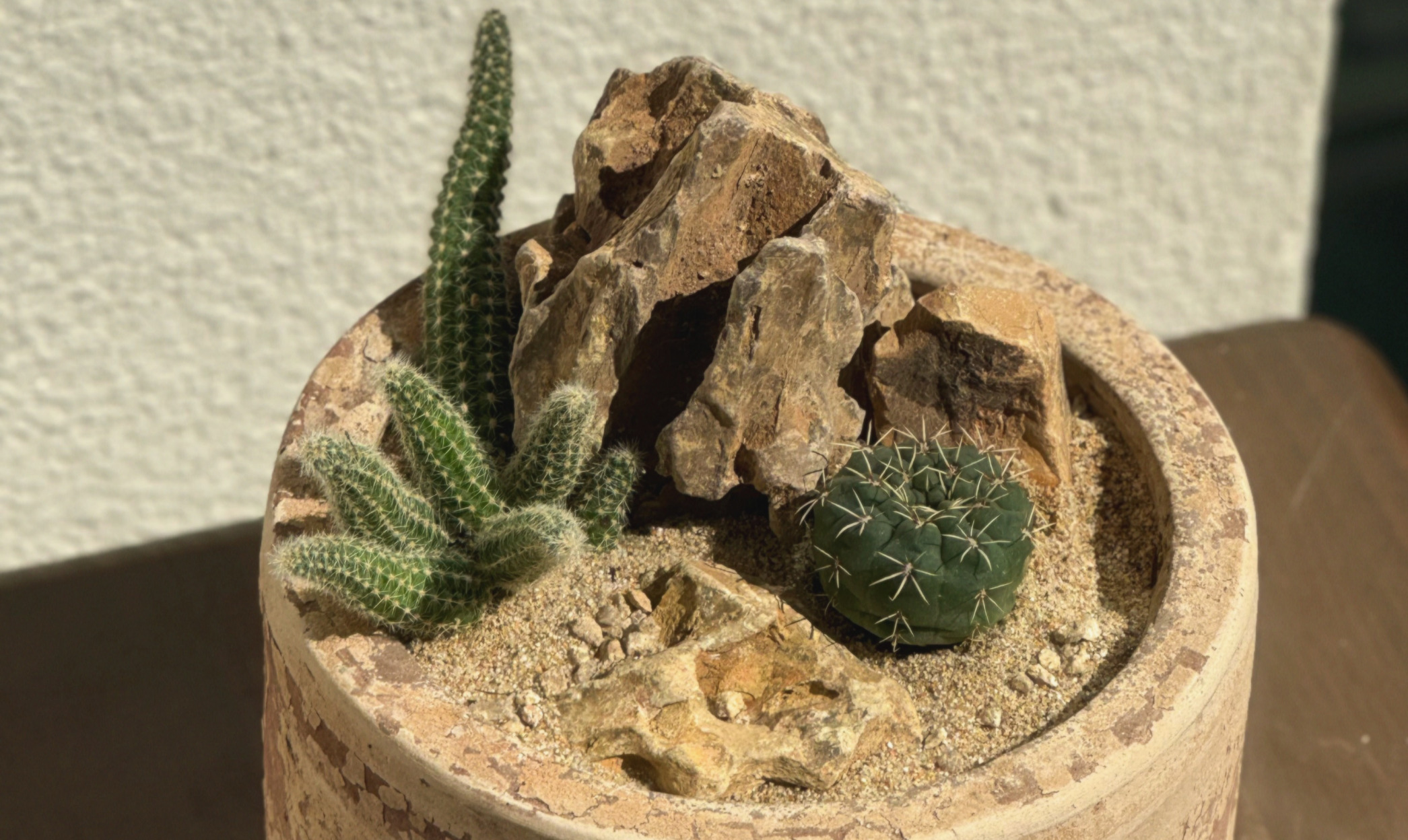 [고양][스타필드] 다육 식물 합식 가드닝 | 솜씨당