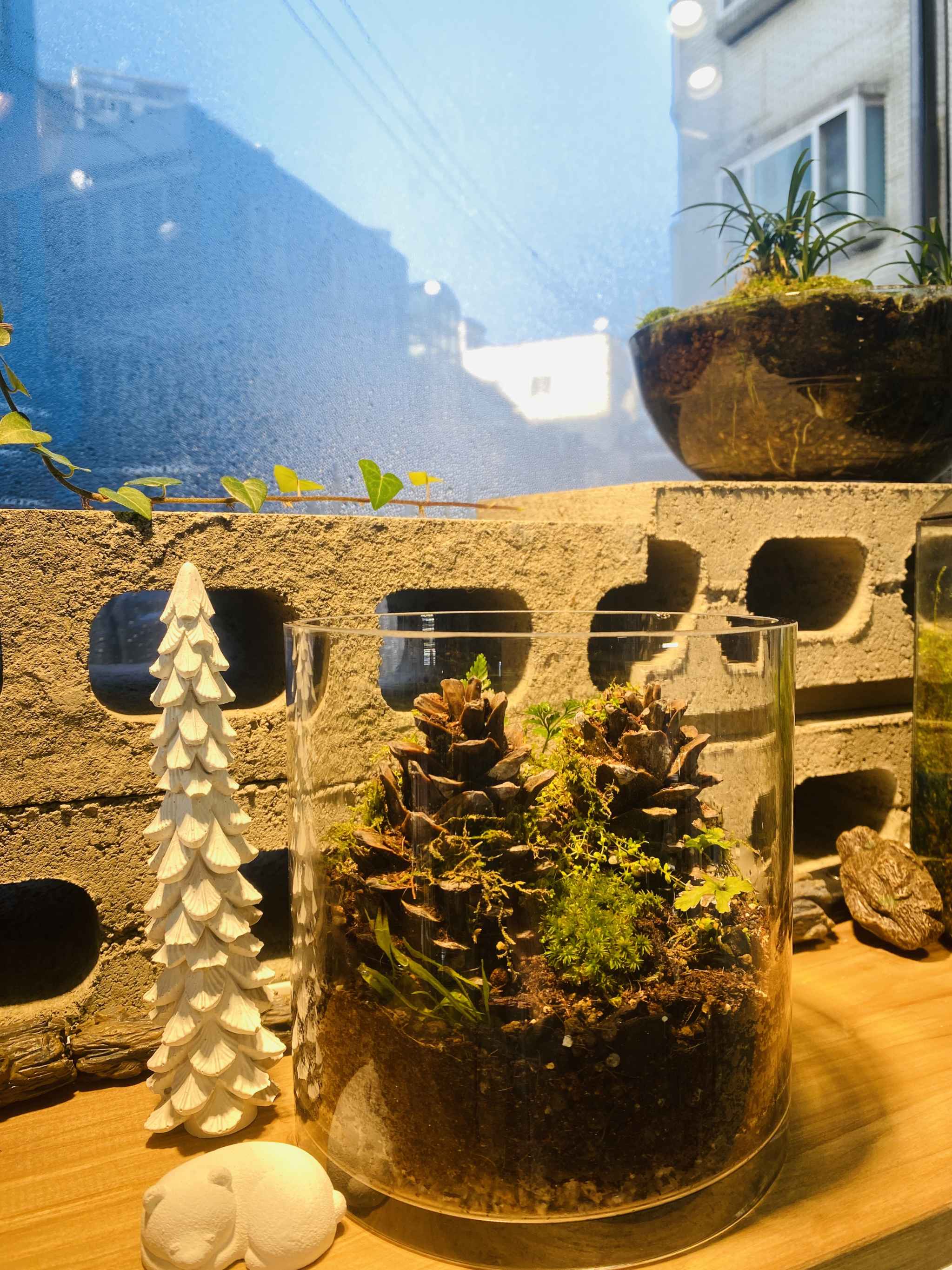 [Bupyeong] Aromatic Pine Terrarium One-Day Class | 솜씨당